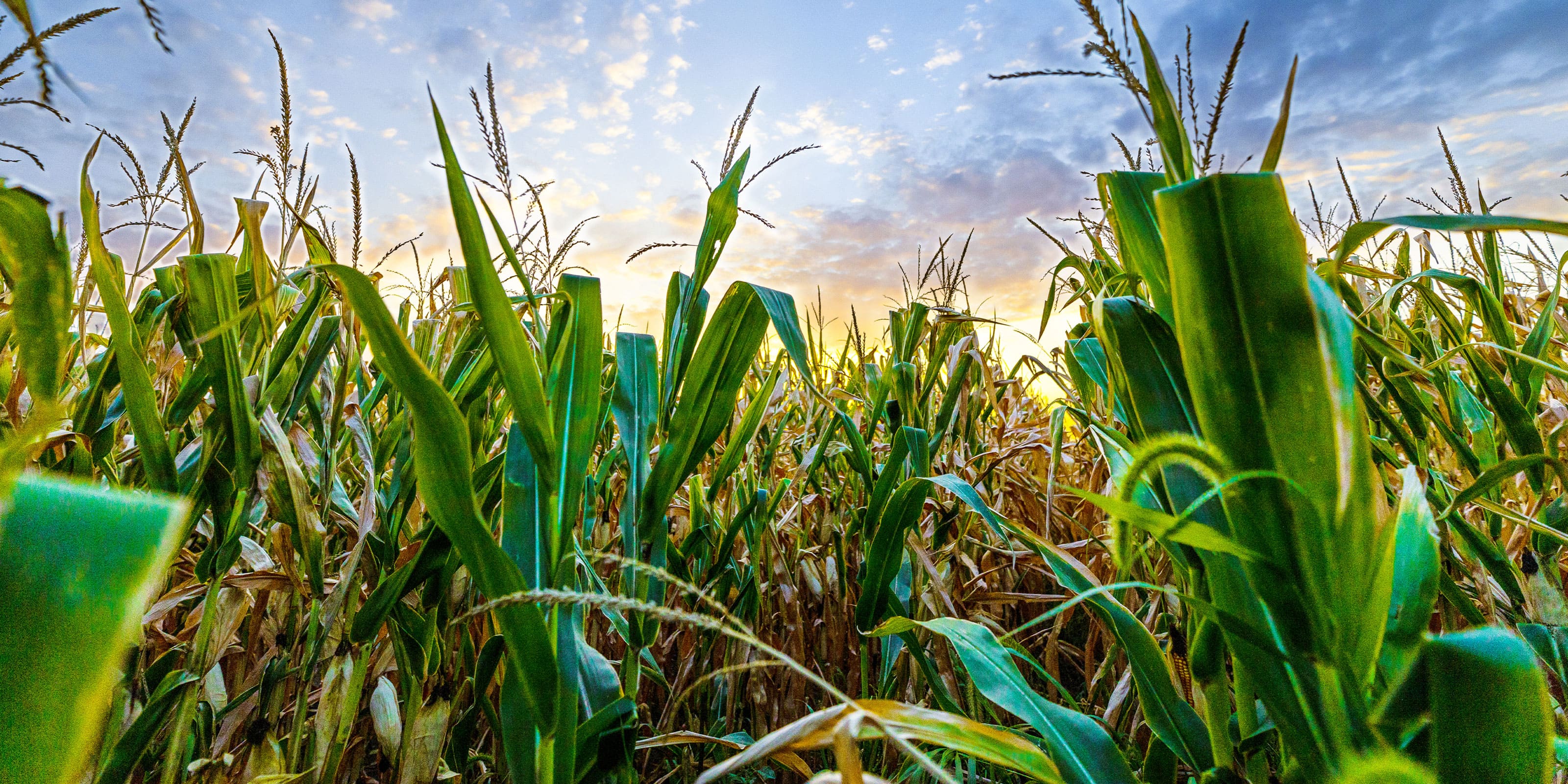 Can Dogs Digest Corn