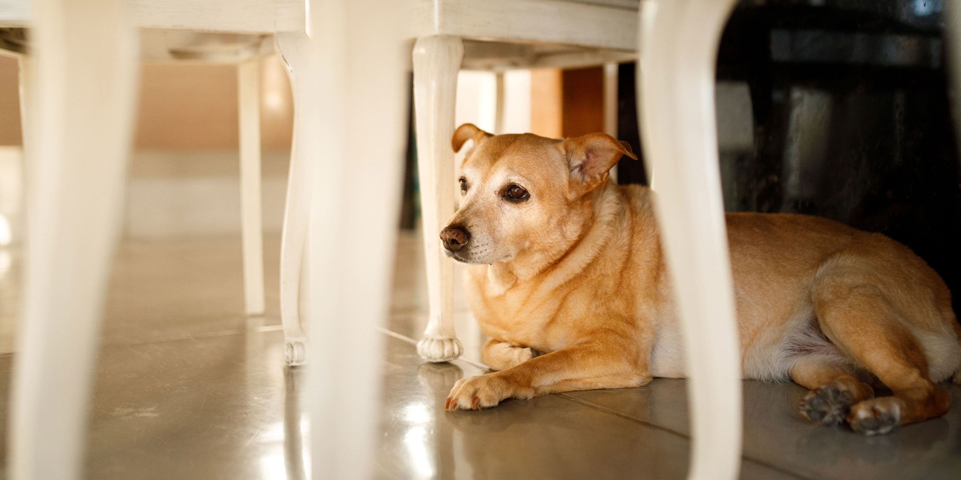 Creeped Out Dog