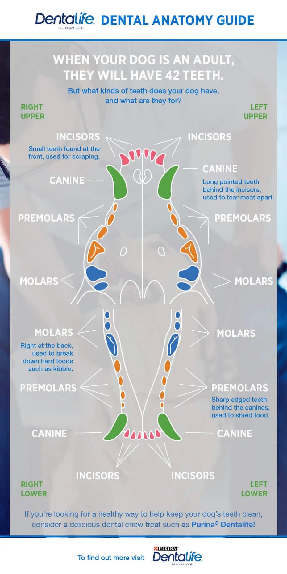 Tabla dental para perros: guía de anatomía dental para tu amigo canino ...