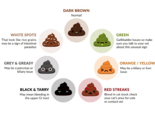 Guide to Types of Cat Poop: Color & Consistency Chart | Purina US