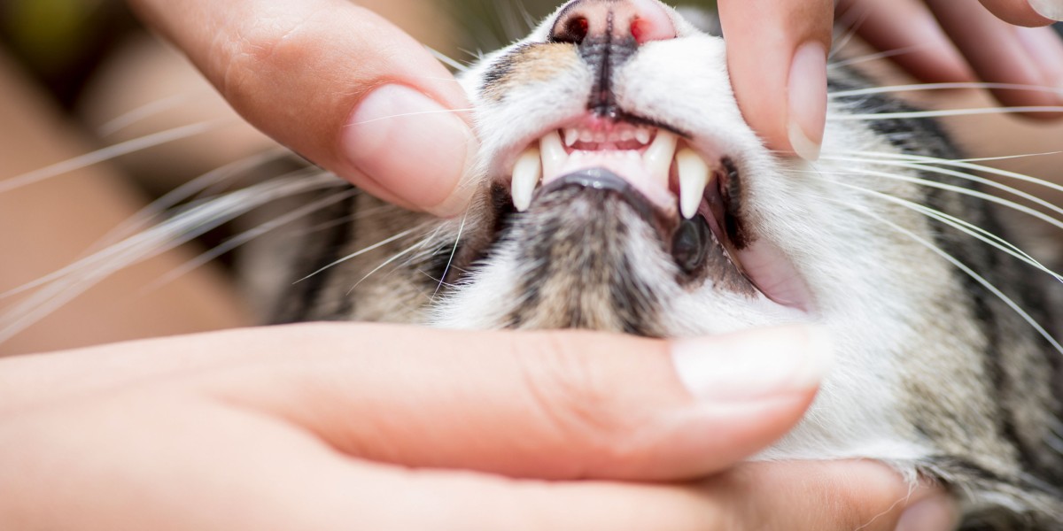 Healthy cat teeth store