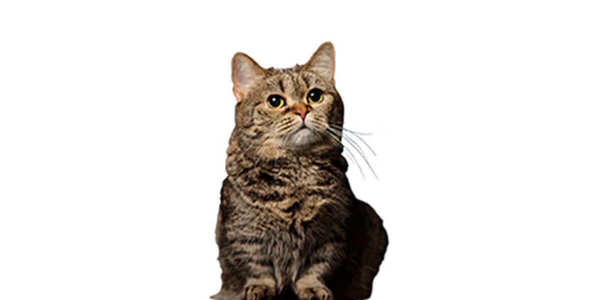 Historia Del Gato Munchkin