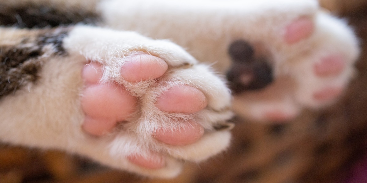 cold cat paws