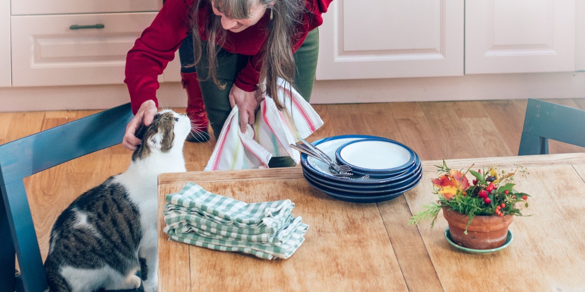 do turkeys kill cats