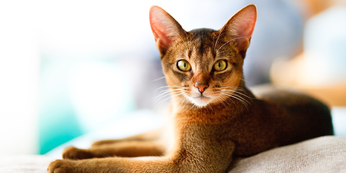 black abyssinian