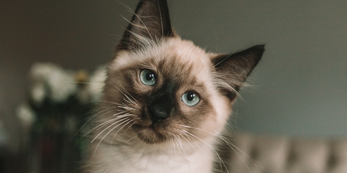 birman cat blue