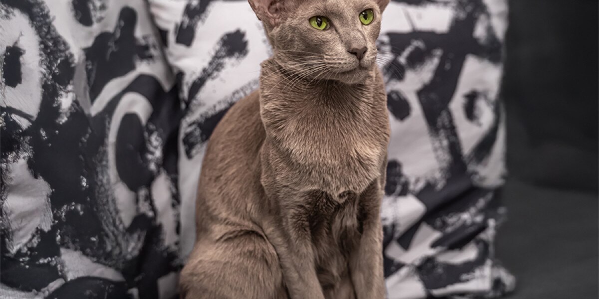 oriental siamese cat