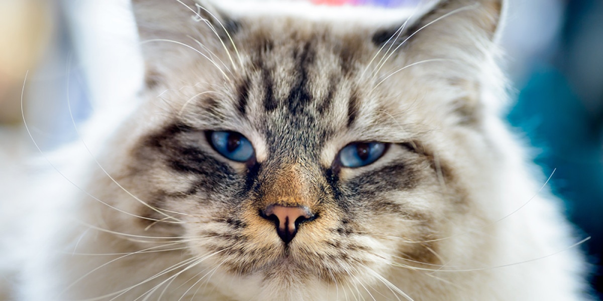 white russian blue russian ragamuffin