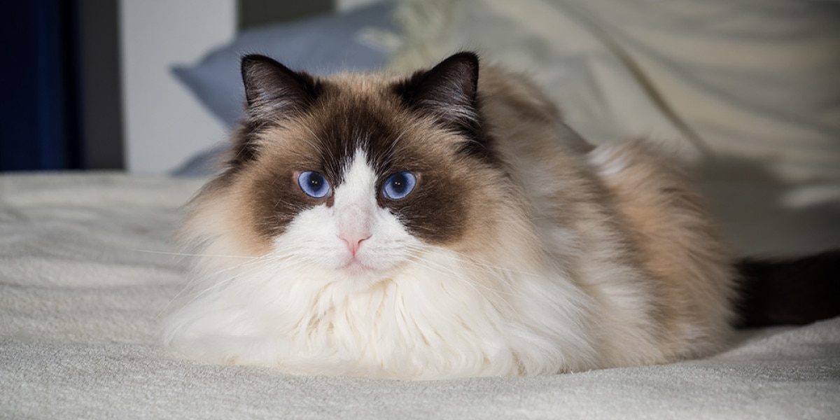 ragdoll cat