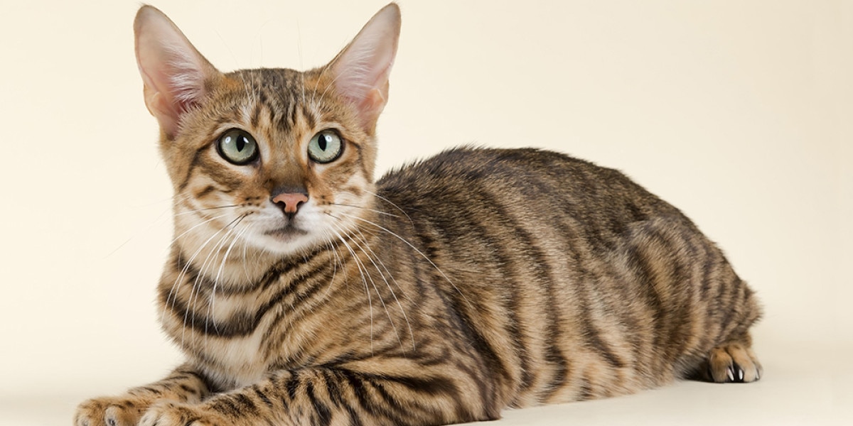 grey toyger