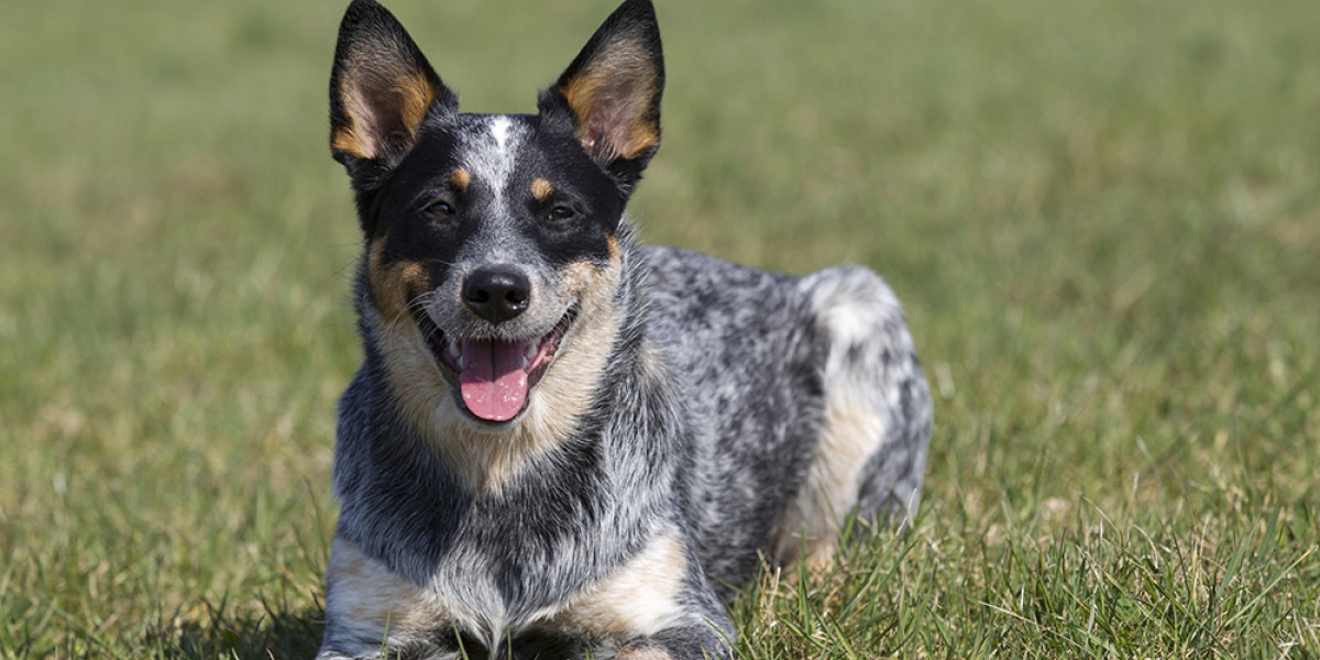 cattle dogs