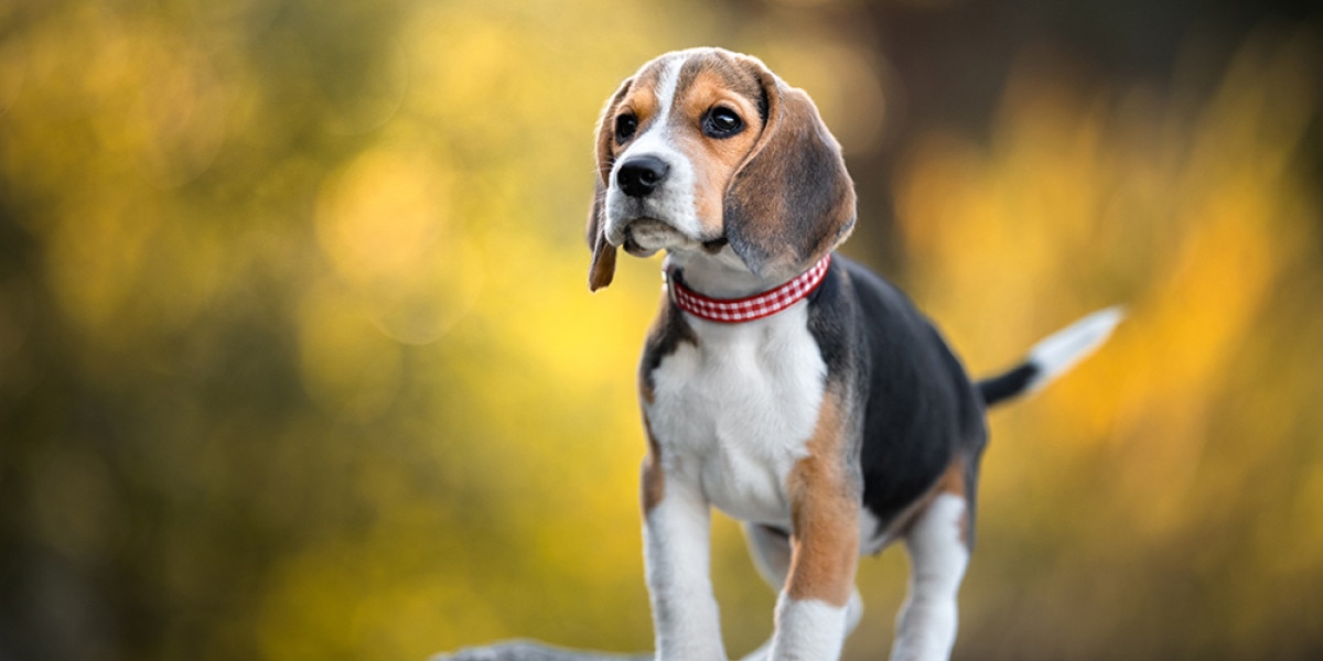 red beagle