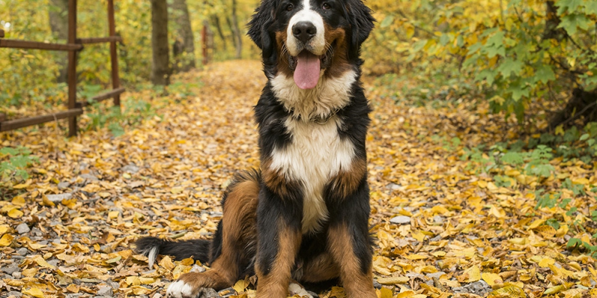 full grown bernese
