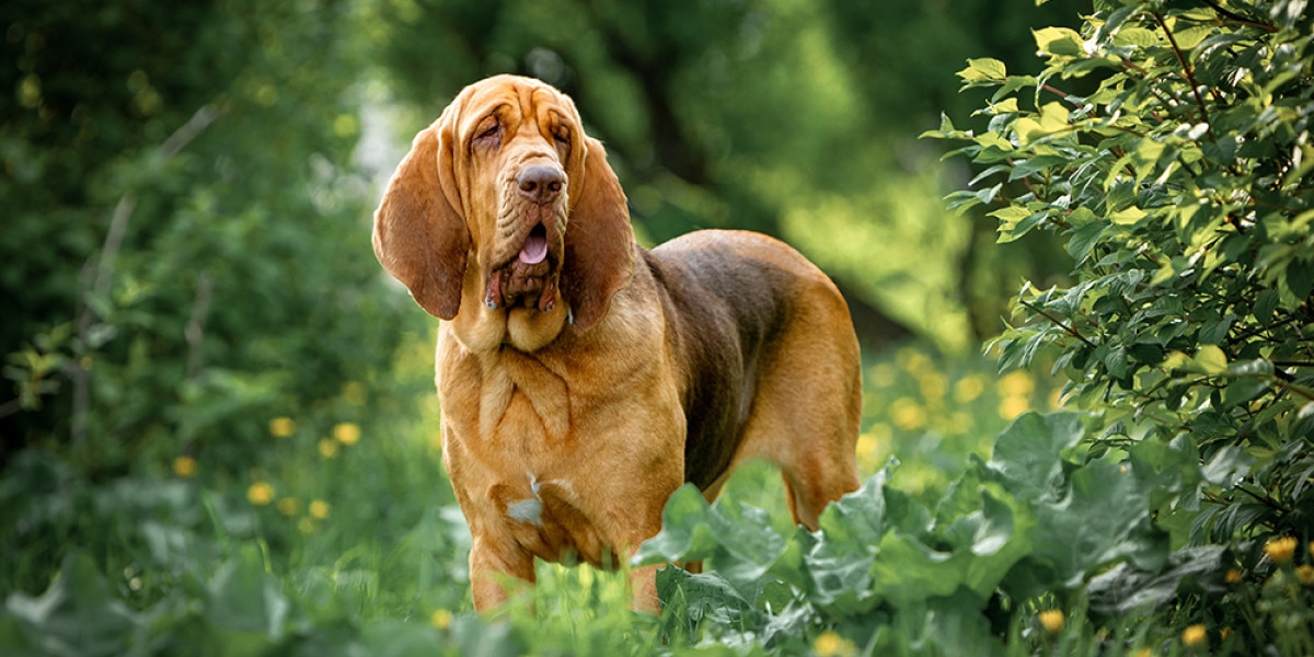 bloodhound examples