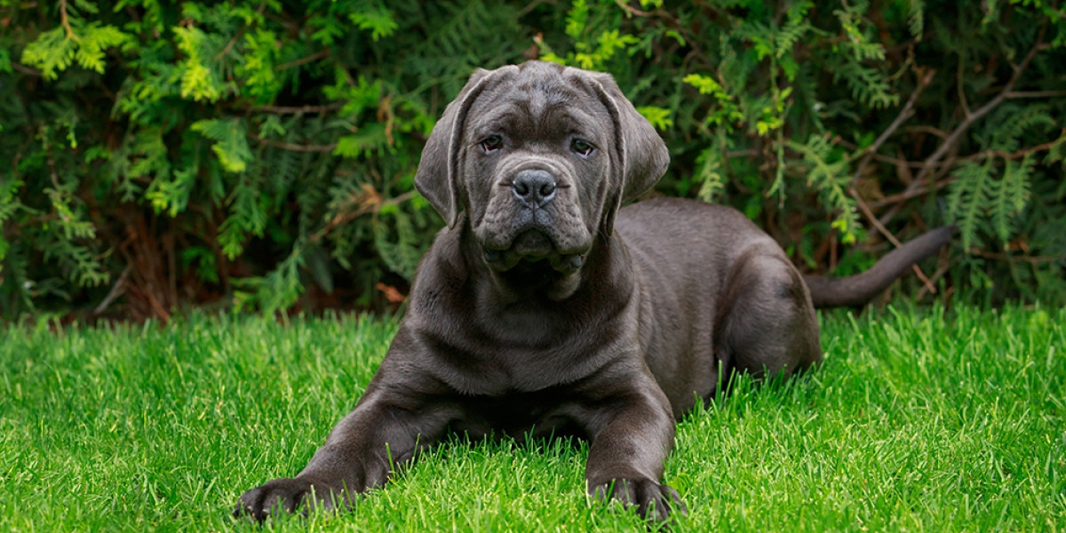 big cane corso
