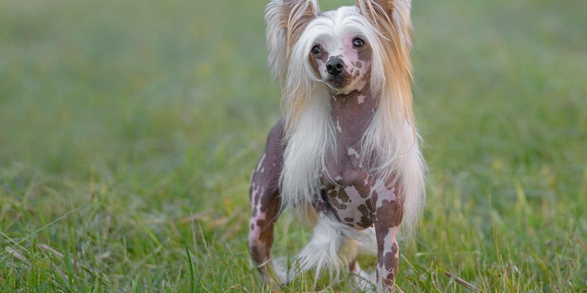 chinese crested dog coloring page