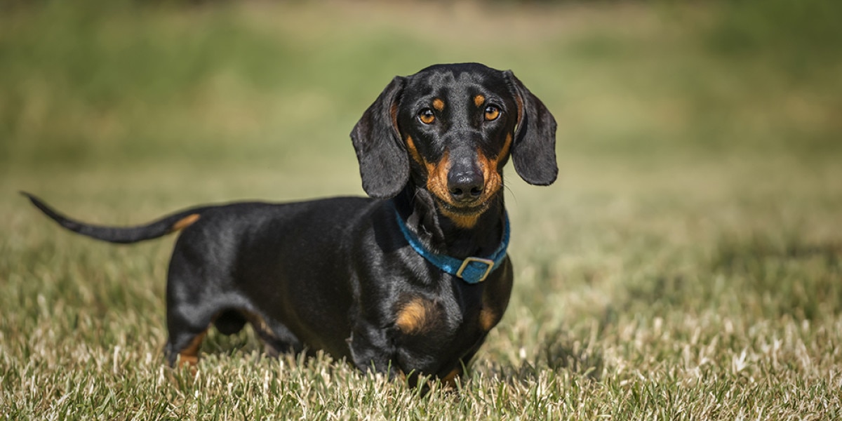 coloring pages of dachshunds
