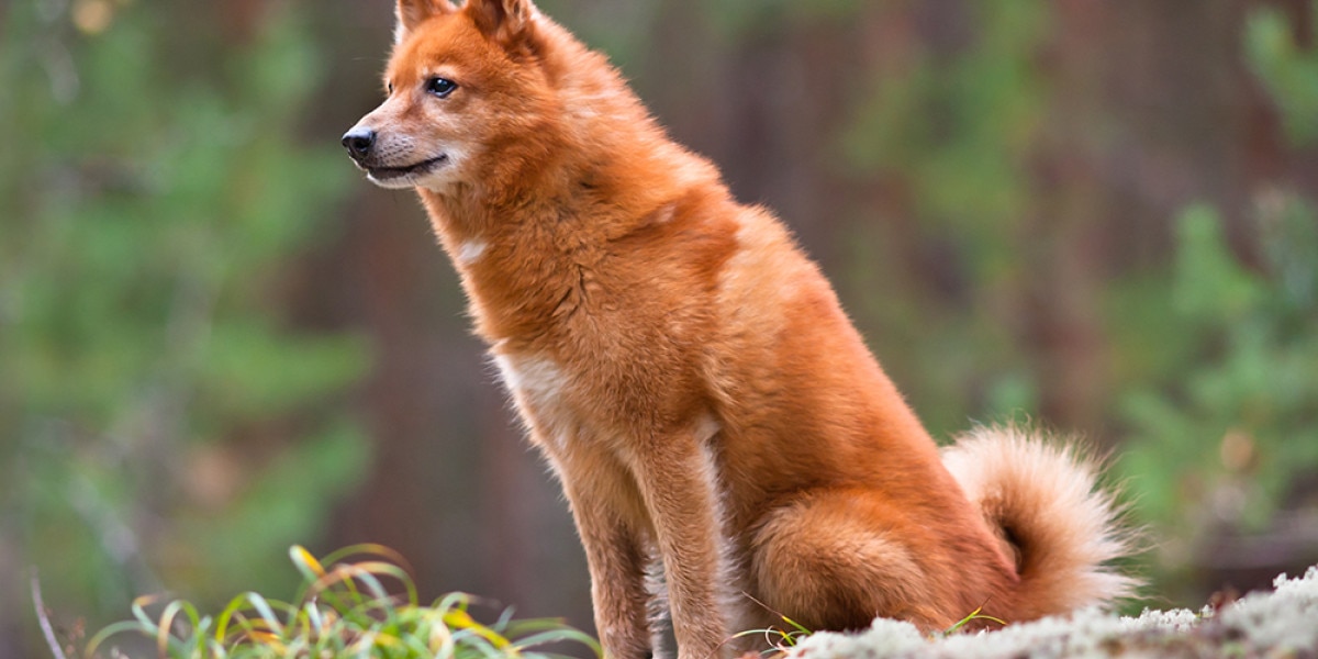 finnish spitz exercise