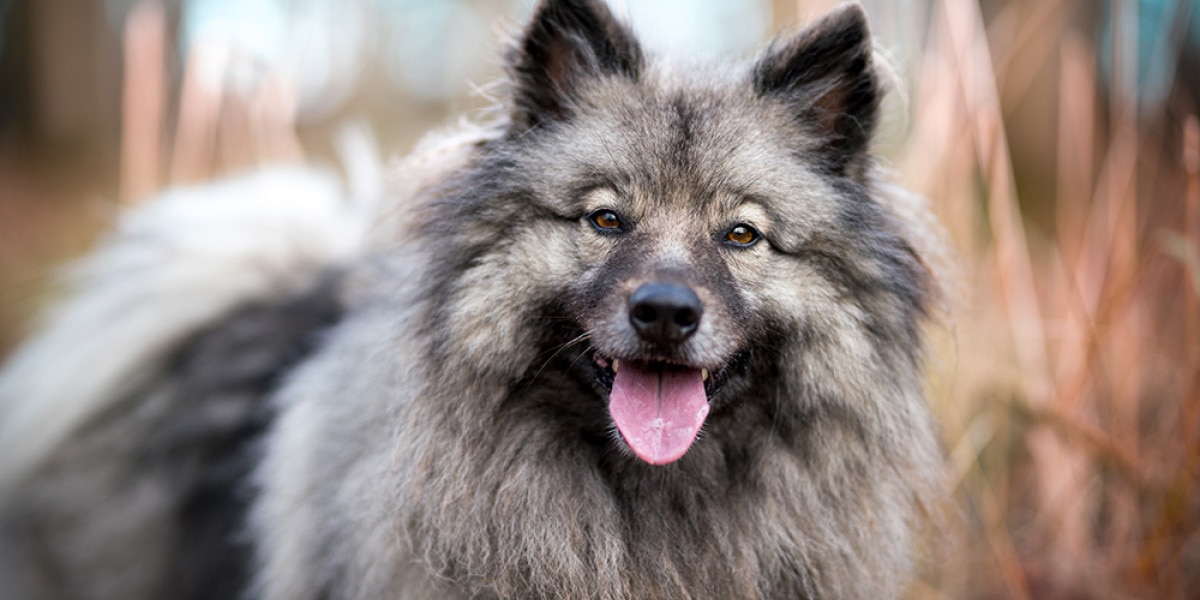 keeshond colours