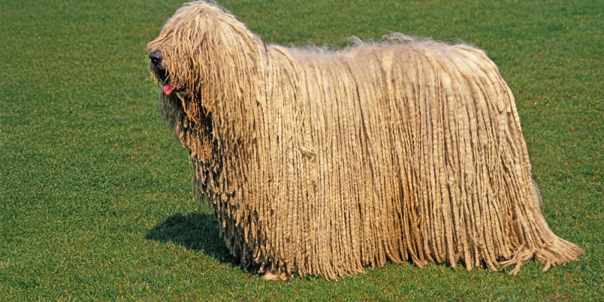 cat breed with dreadlocks
