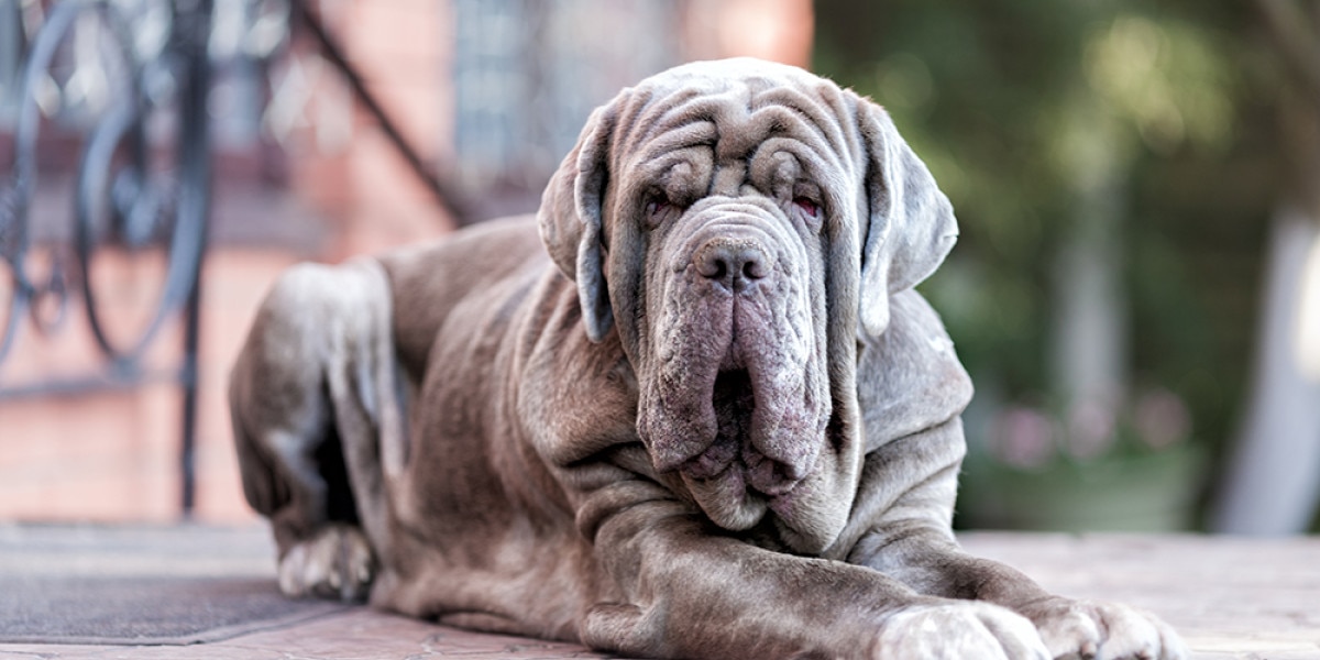 harry potter fang breed