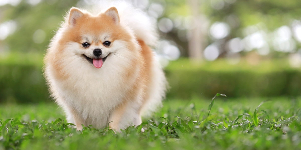 pomeranian