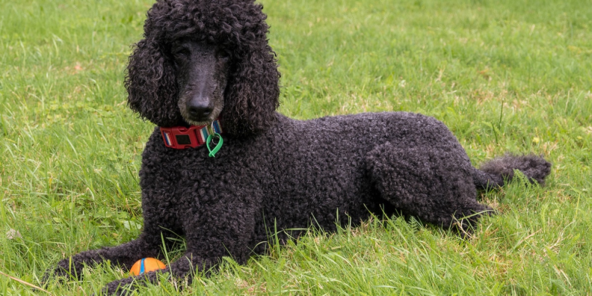 poodle dog