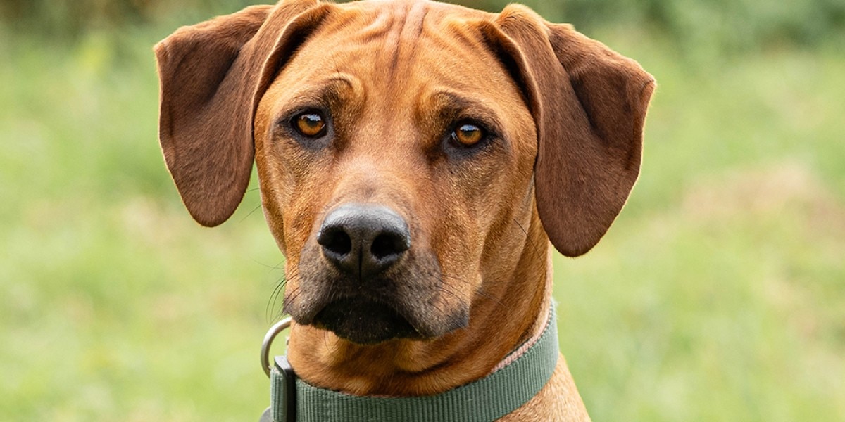 rhodesian ridgeback black people