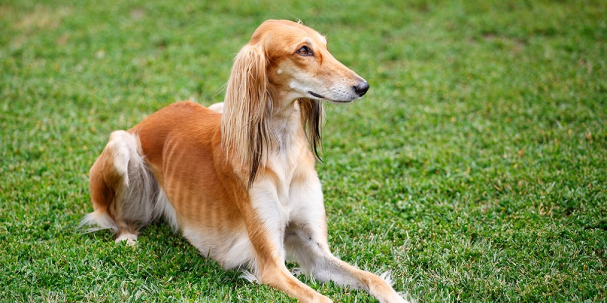 saluki dog