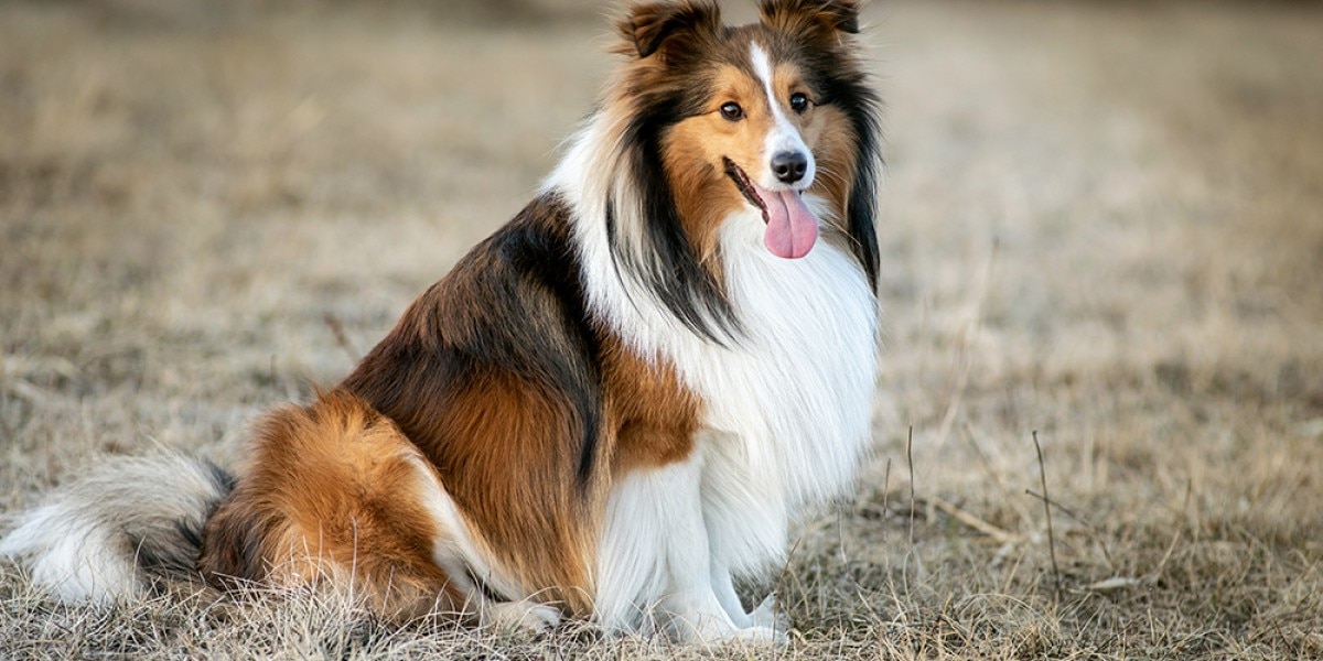 shetland sheepdog coloring pages