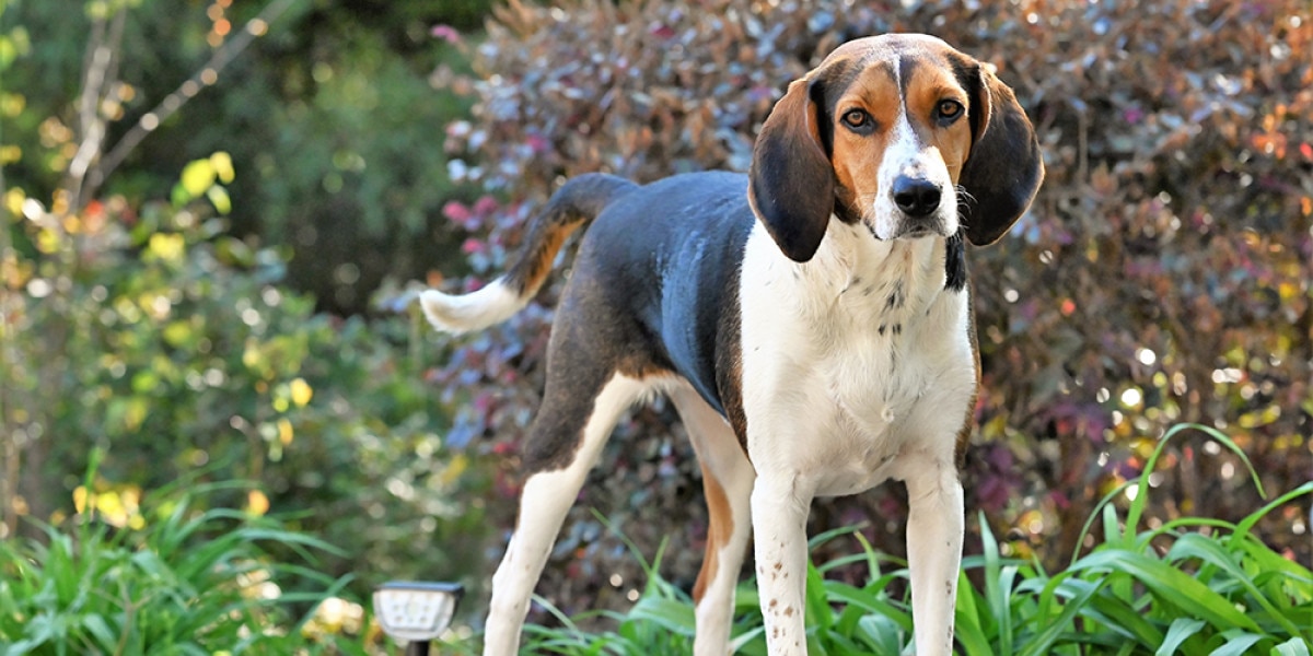 coonhound dog