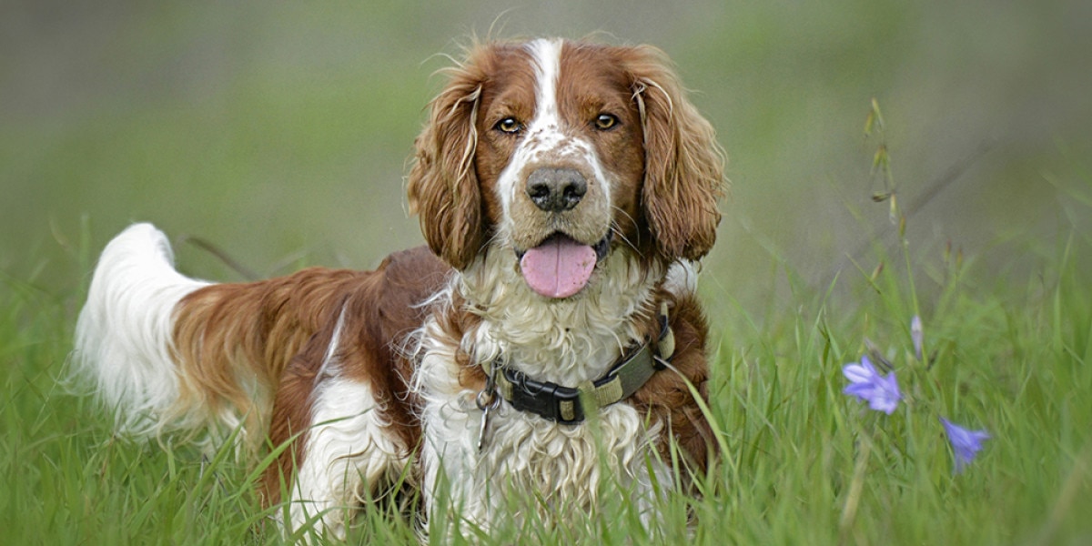 field springer spaniel