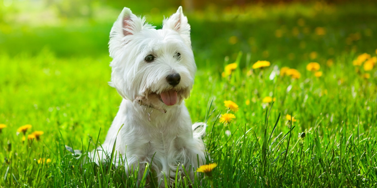 white terrier small