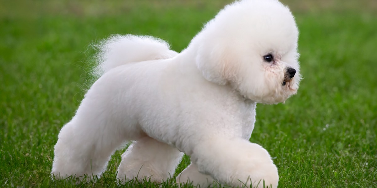 bichon styles