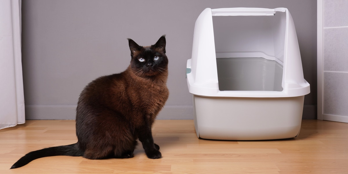 cat litter types chart