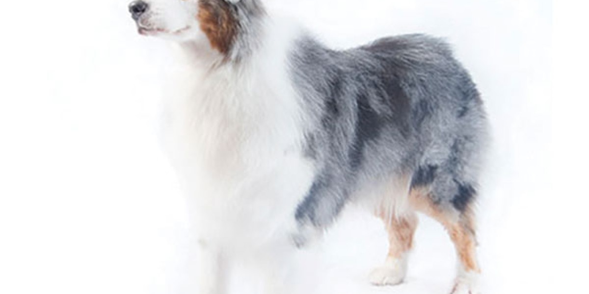 australian shepherd puppies coloring pages