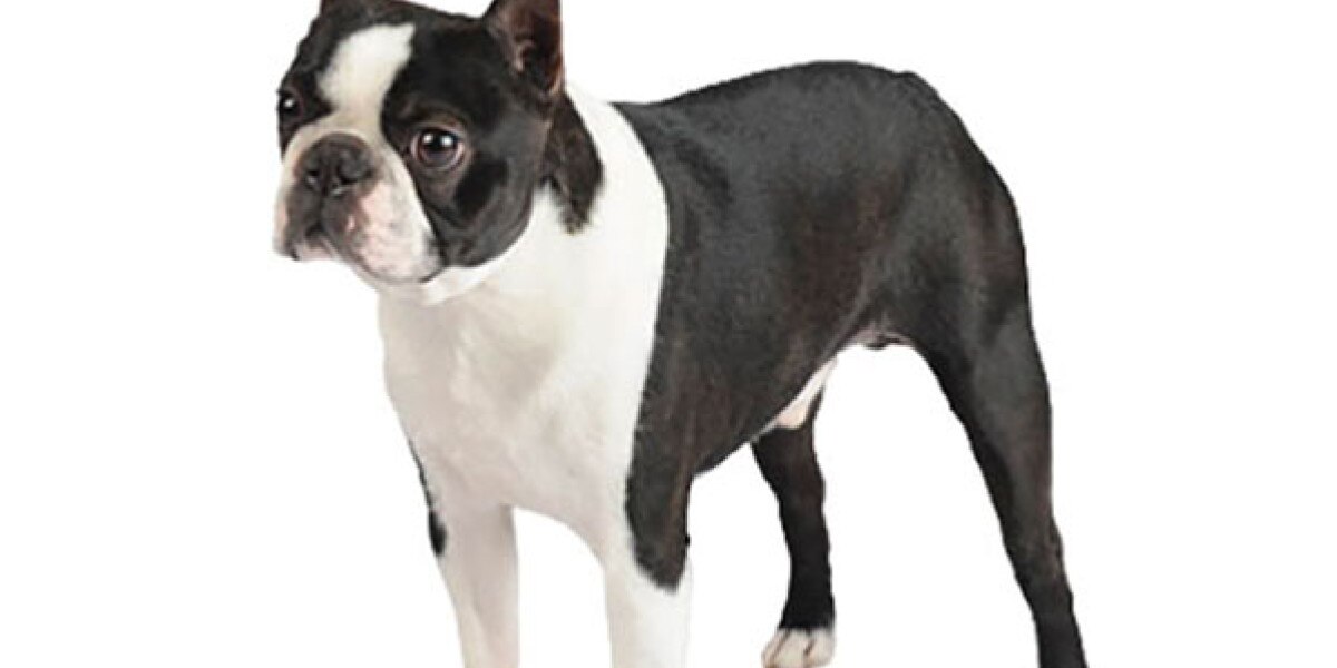 Como Elegir Un Boston Terrier